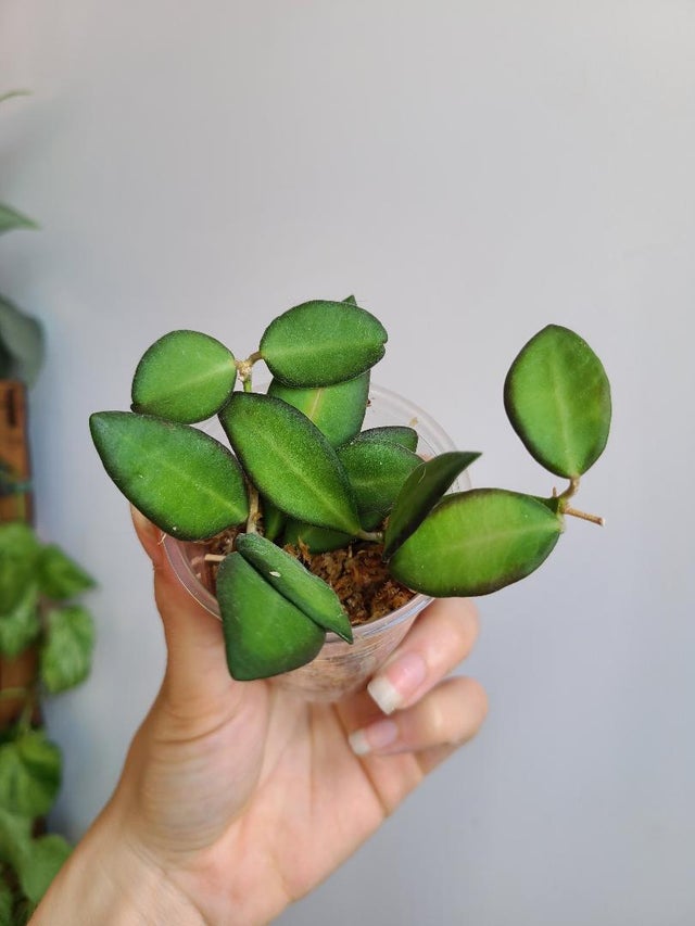Hoya | Jaclynn's Jungle